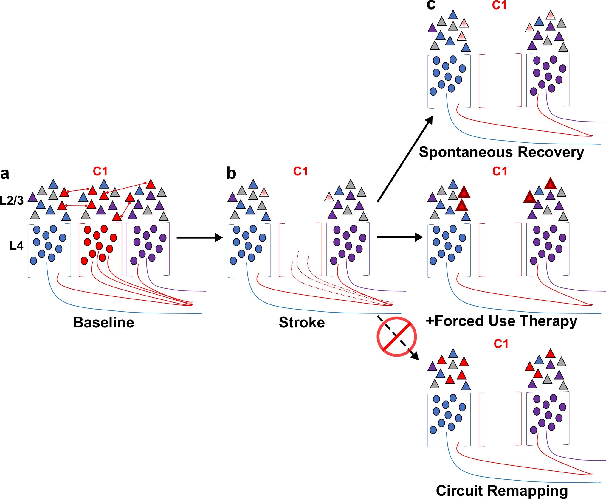 Research | Zeiger Lab