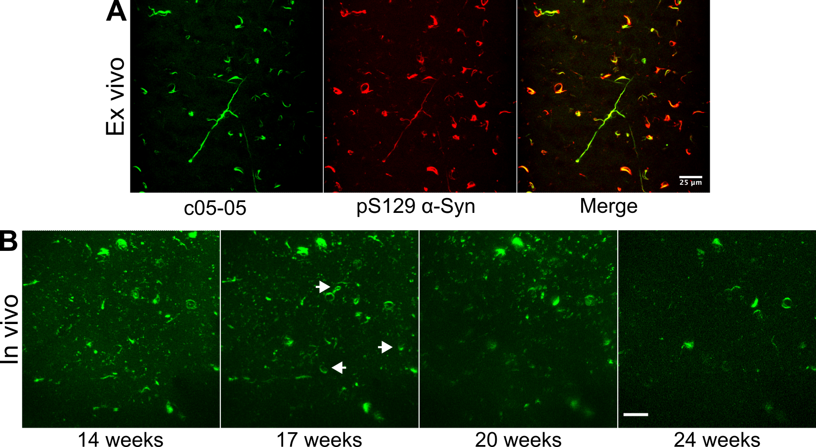 Research | Zeiger Lab